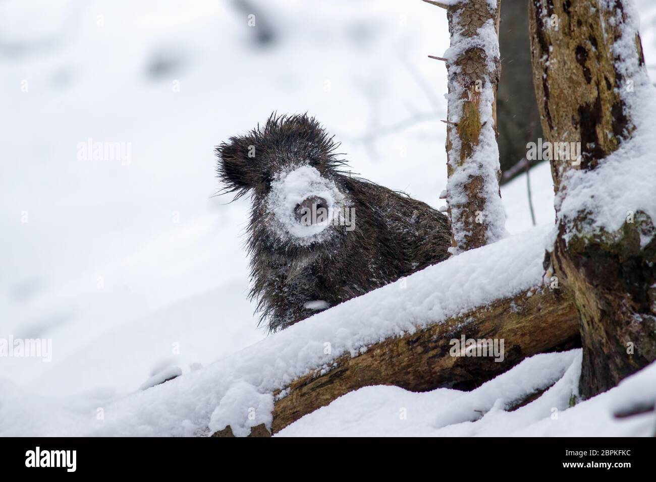 Wild boar, sus scrofa, in winter peeking out with snow on nose. Wild ...