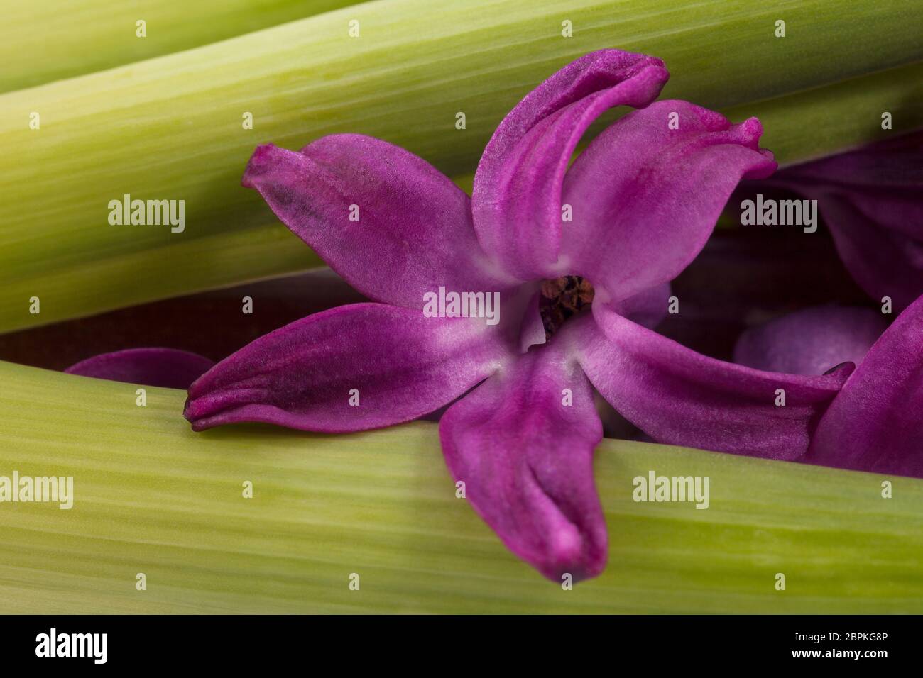Spring flower of Hyacinth, magenta color, close up Stock Photo - Alamy