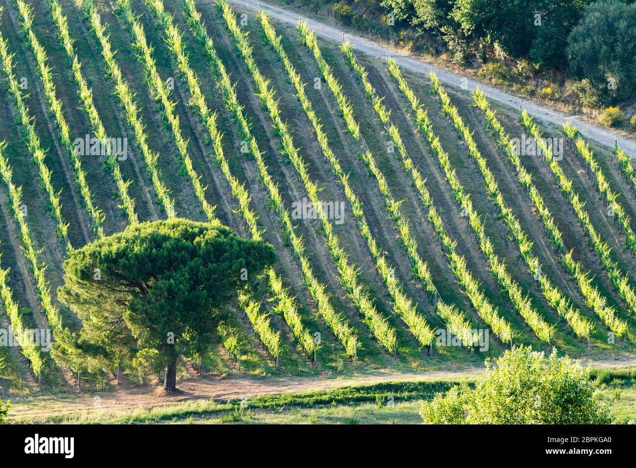 Tuscany hills landscape, Italy. Rural italian panorama Stock Photo - Alamy
