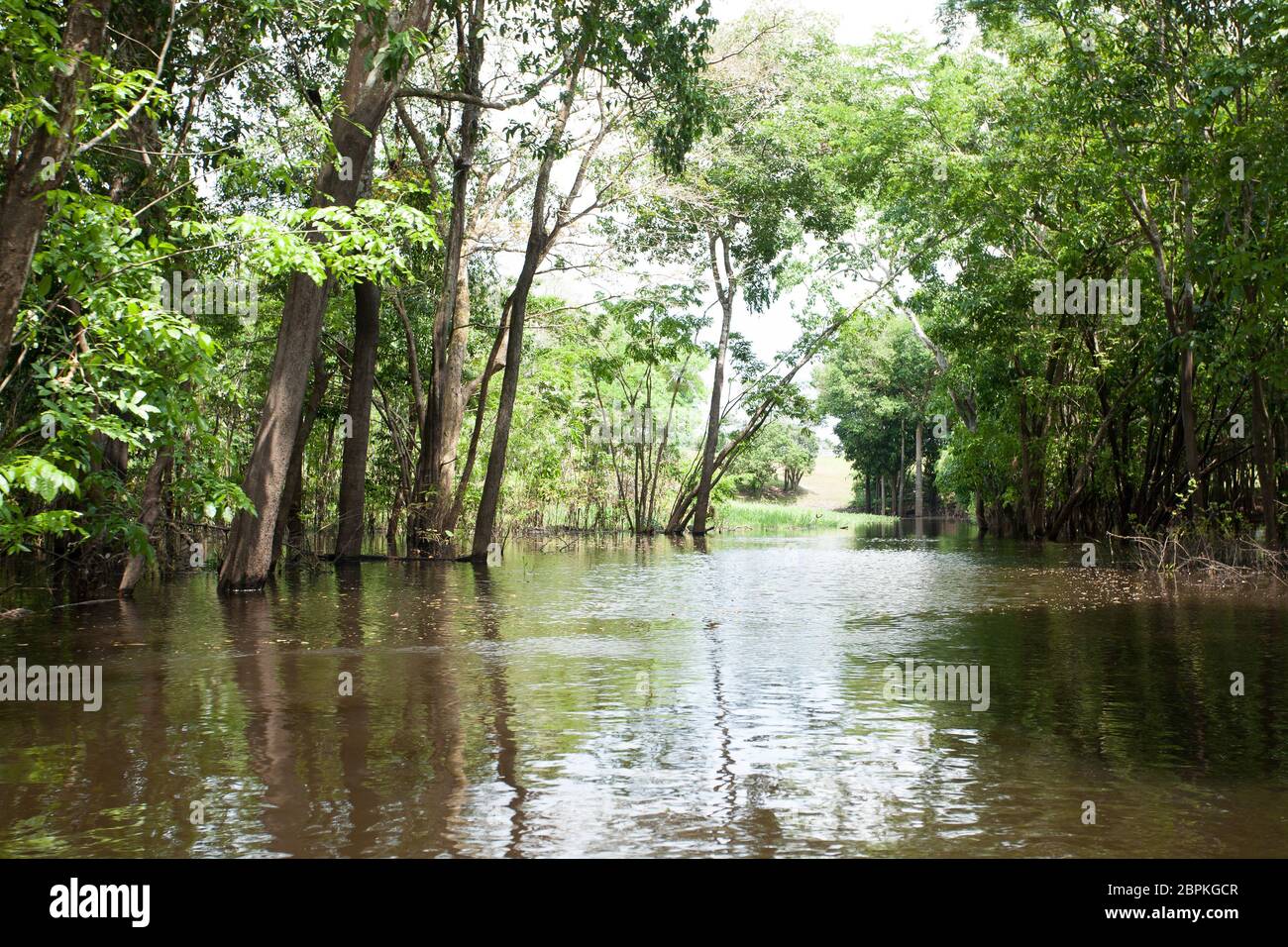 Panorama from Amazon rainforest, Brazilian wetland region. Navigable ...