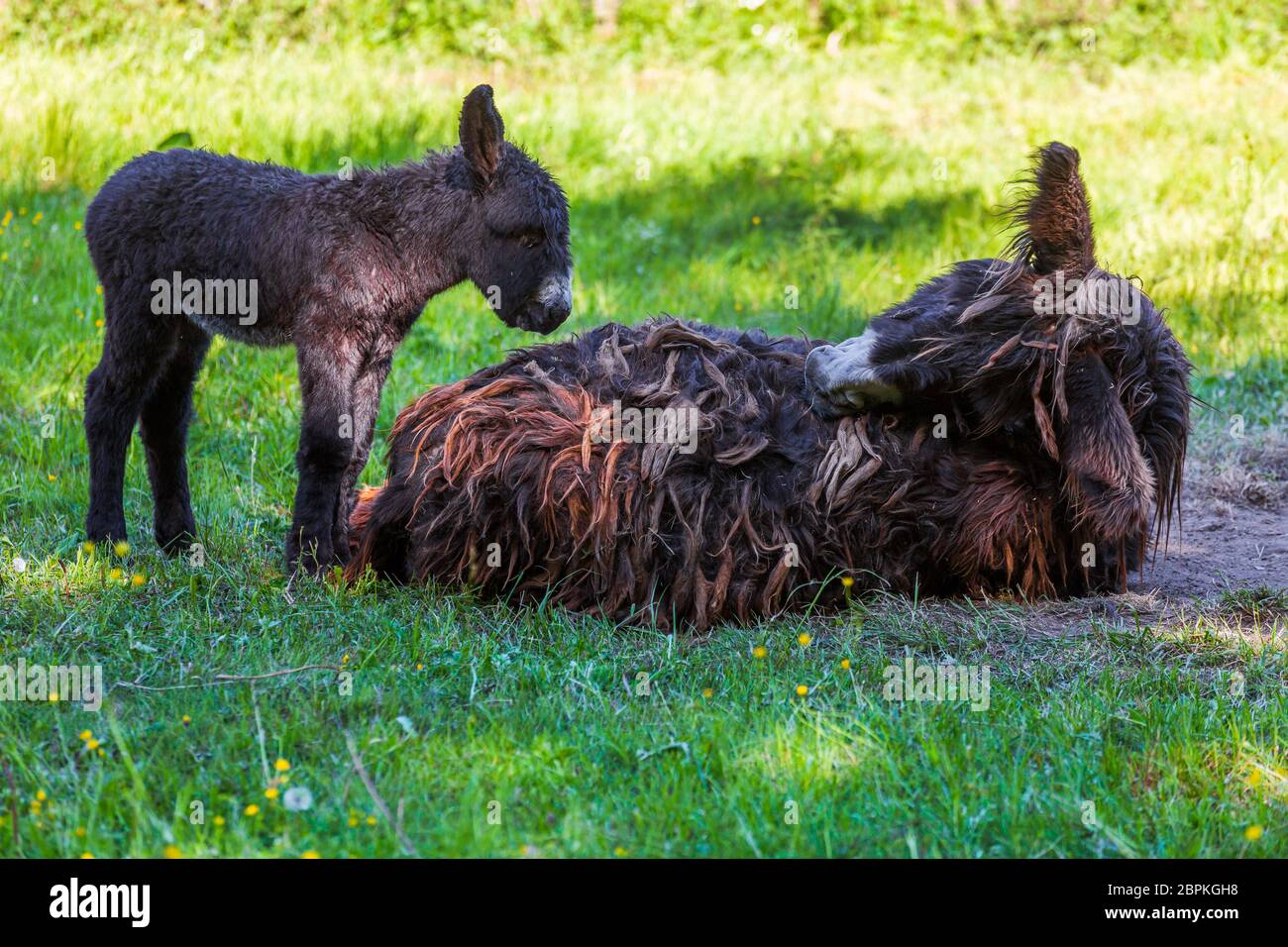 Poitou donkey foal stands with his lying mother Stock Photo - Alamy