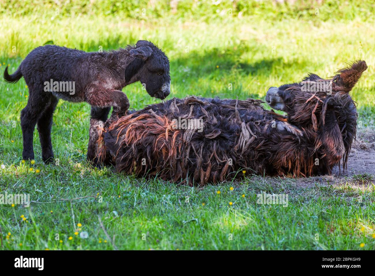 Poitou donkey foal stands with his lying mother Stock Photo - Alamy