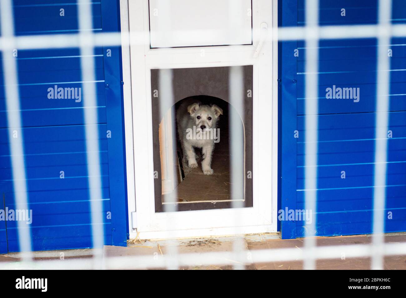 little white dog in the shelter house, charity and mercy theme, animal ...