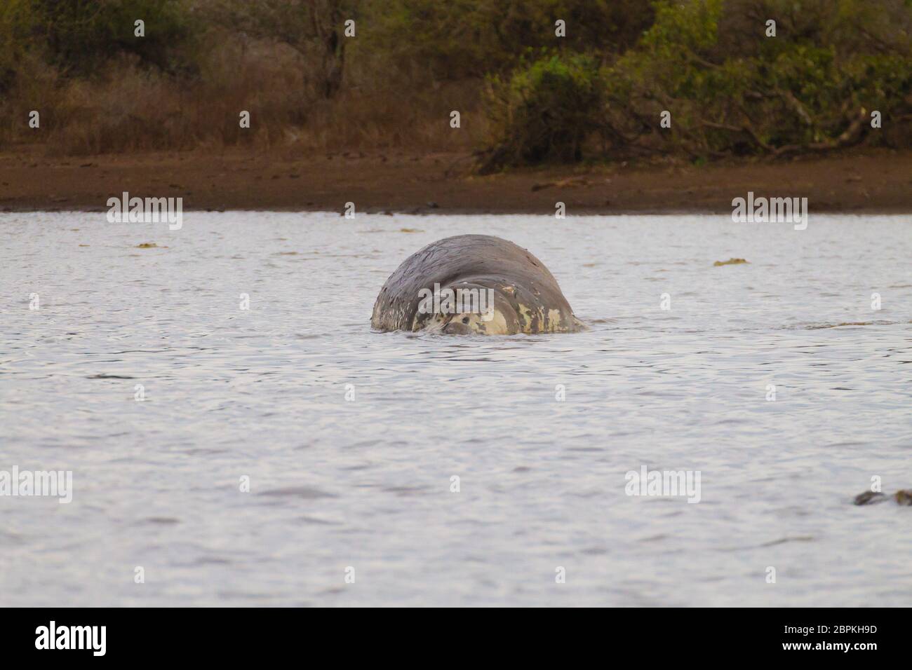 Dead hippo on Kruger National park waterhole. Safari and wildlife ...