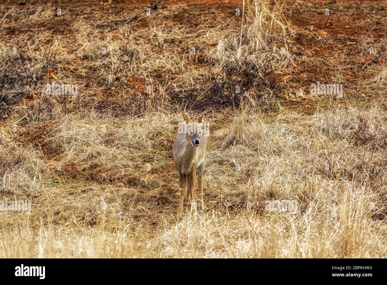 Hydropotes korea hi-res stock photography and images - Alamy
