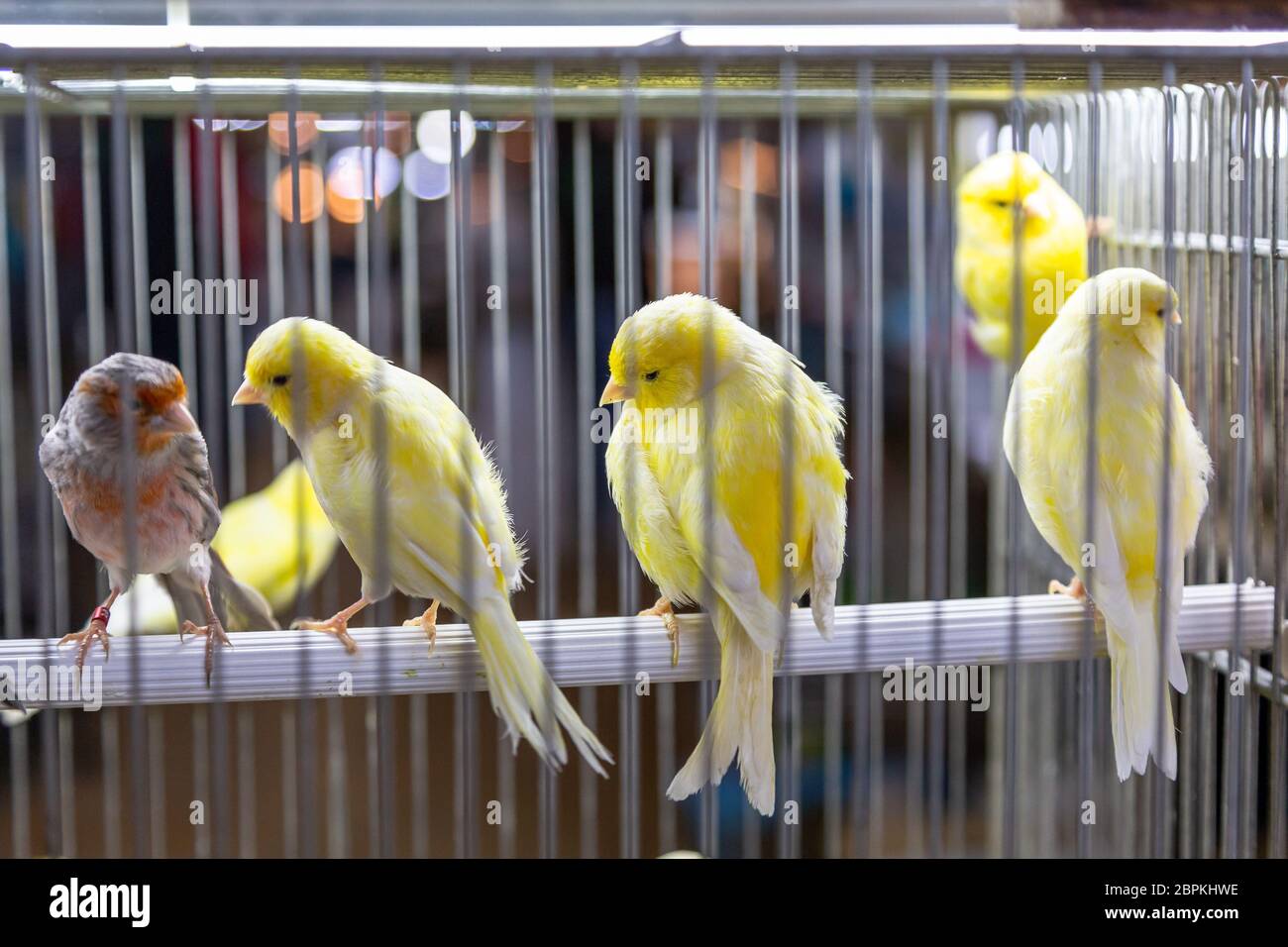 small colored decor birds in cage Stock Photo - Alamy