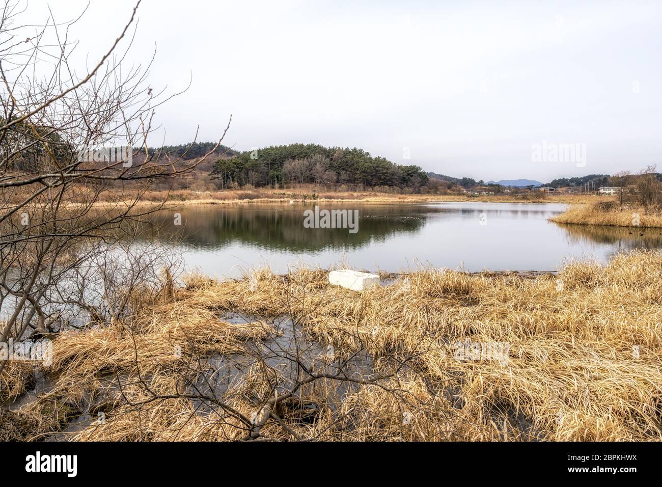 Korean reed grass hi-res stock photography and images - Alamy