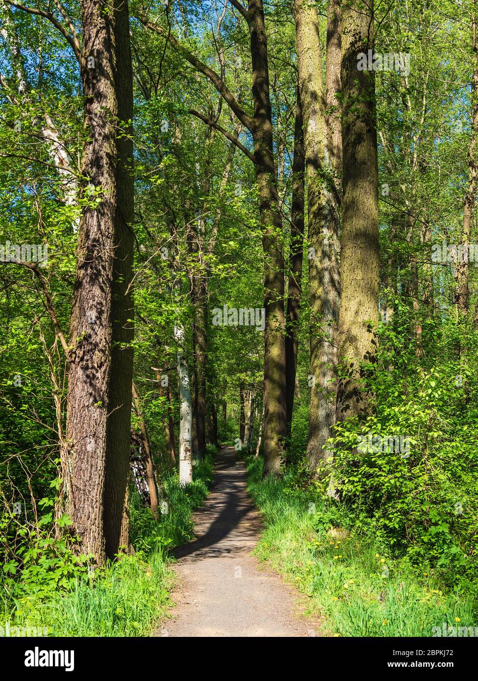 Landscape with trees in the Spreewald area, Germany Stock Photo - Alamy