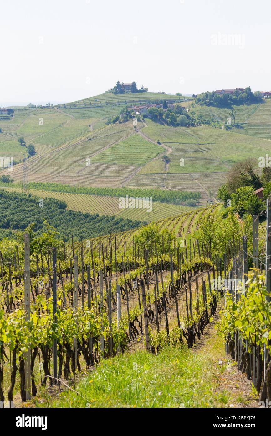 Beautiful Italian landscape. Vineyards from Langhe region,Italy ...