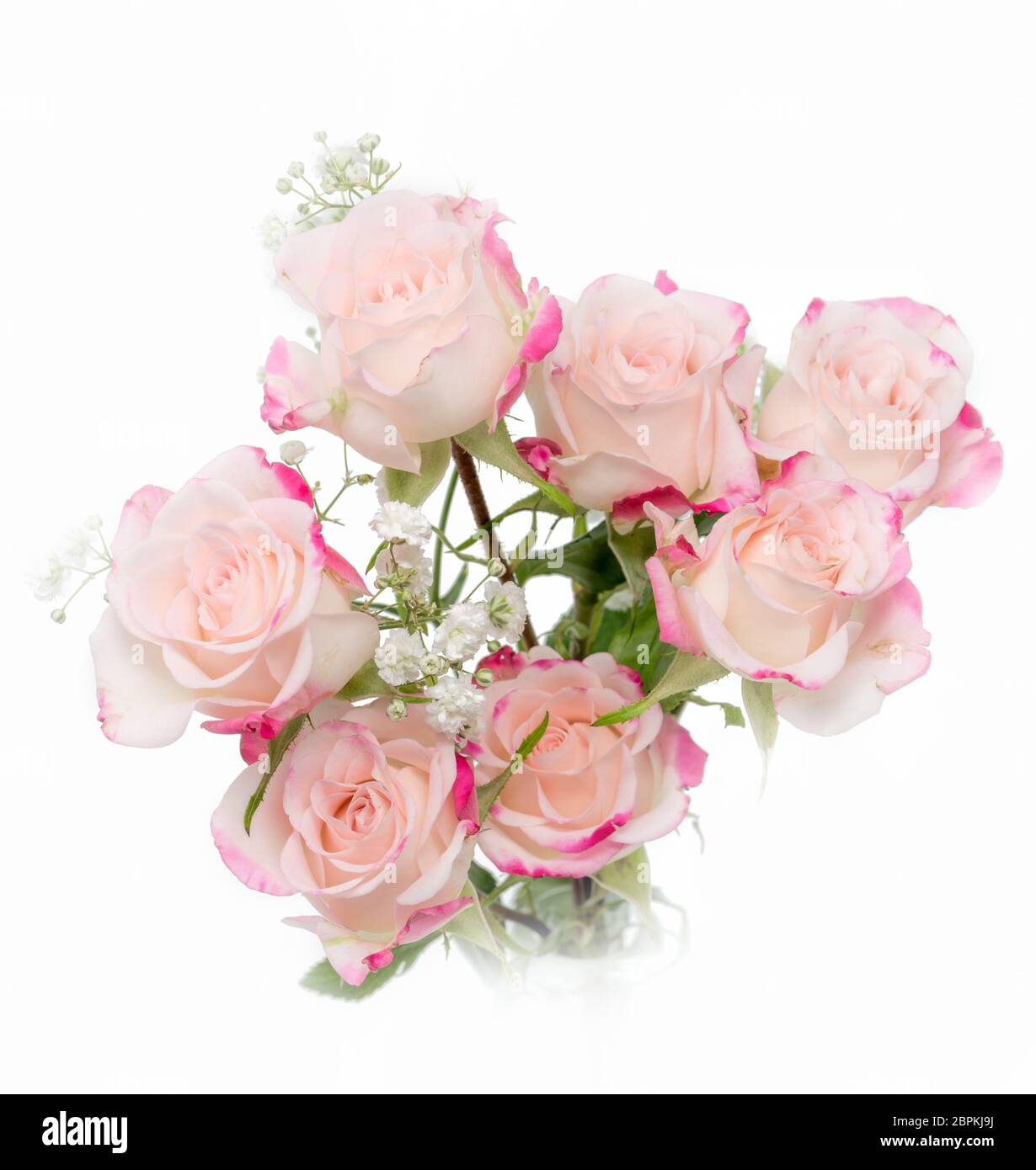 Many Bright fuchsia bush roses soft against white background Stock ...