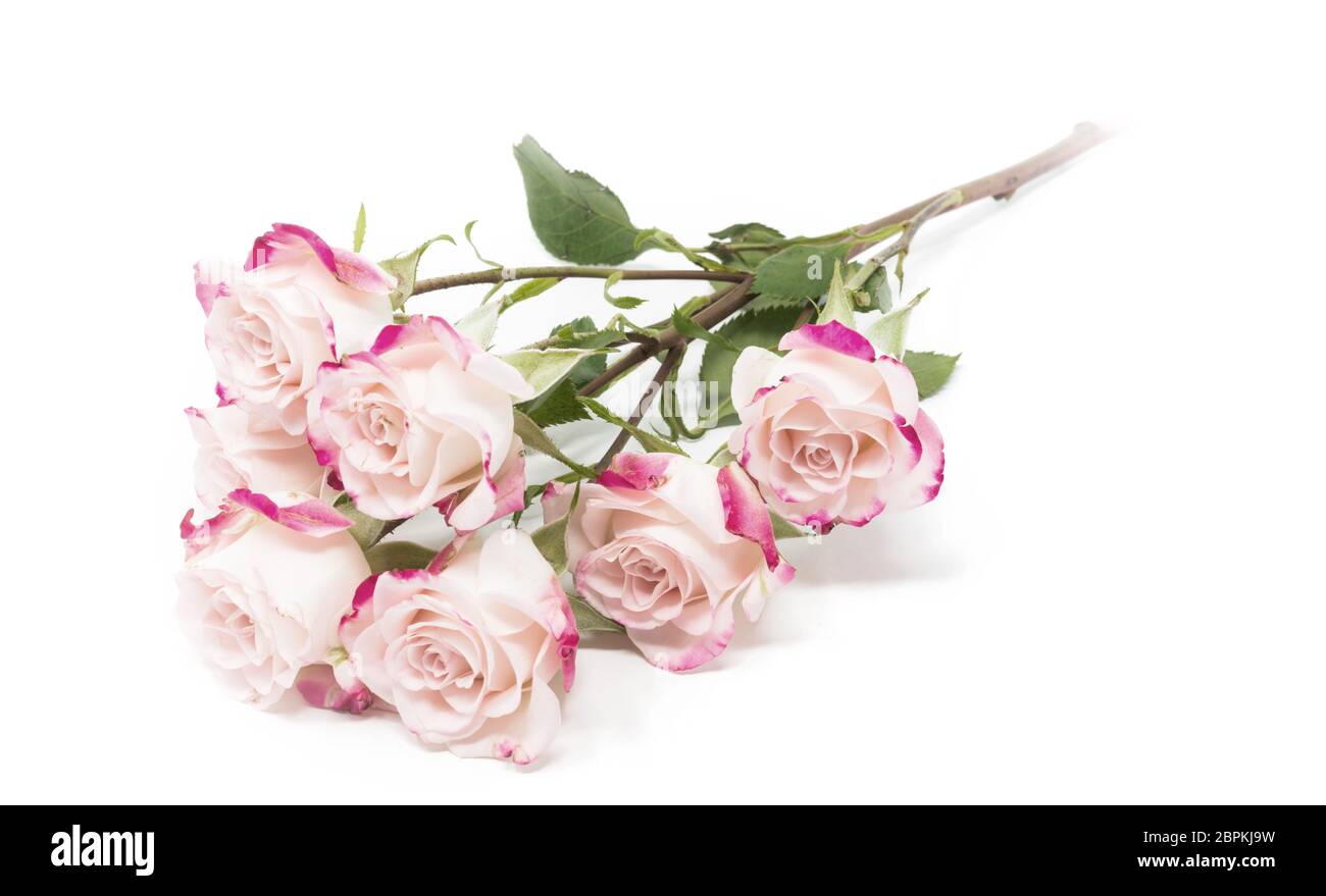 Many Bright fuchsia bush roses soft against white background Stock ...