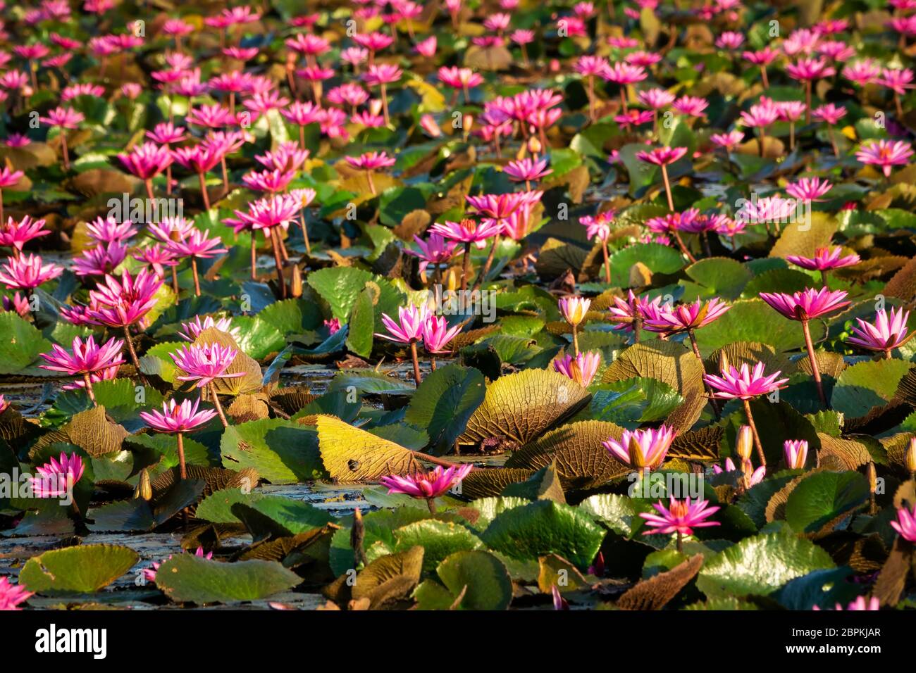 Lotus Flower Lake, standing water full of tropical water plants Stock ...