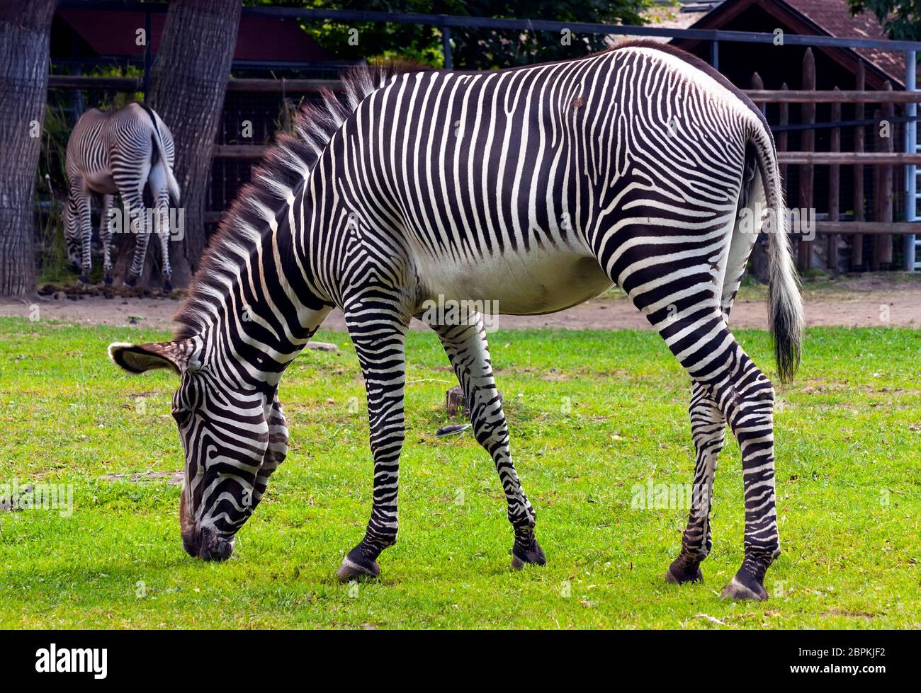 Zebra closeup in the famous Moscow zoo Stock Photo - Alamy