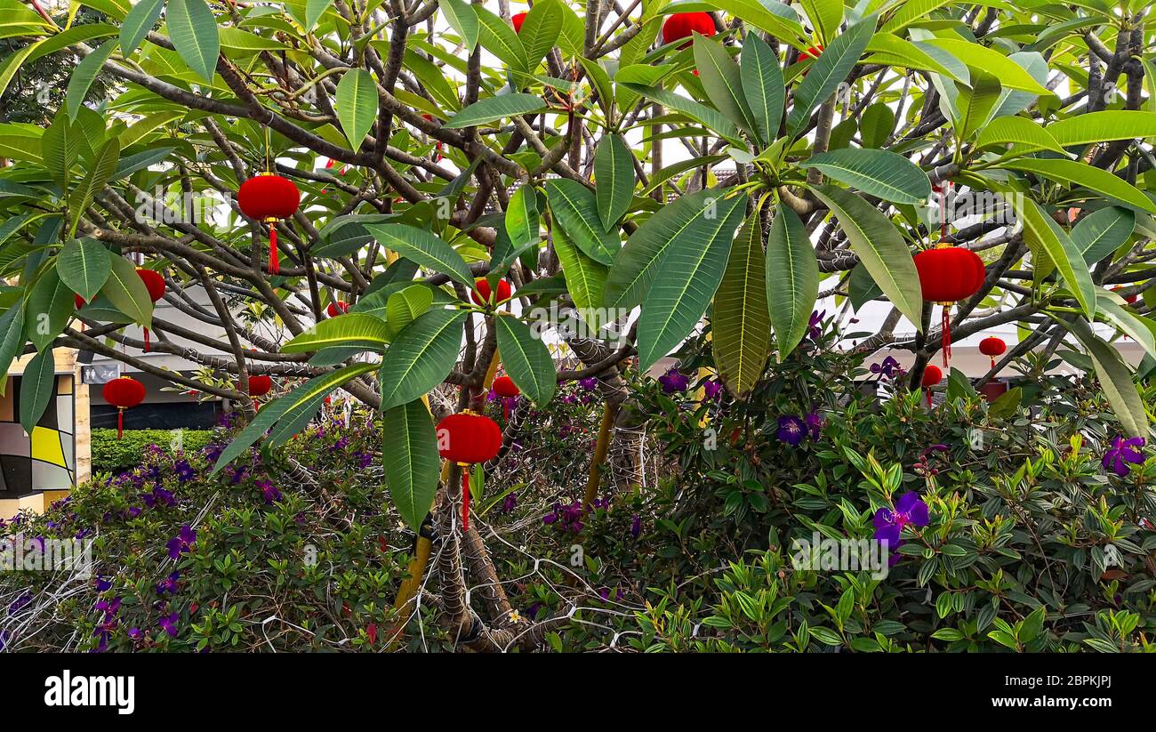 Christmas trees in china asia hi-res stock photography and images - Alamy