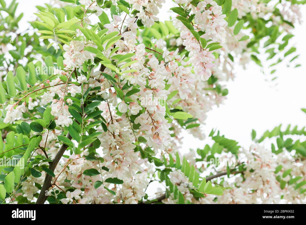 Acacia tree blooming in springtime Stock Photo - Alamy