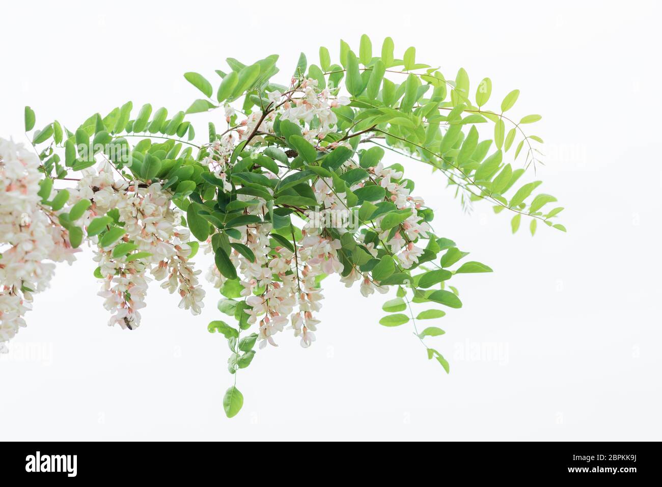 Acacia tree blooming in springtime Stock Photo - Alamy