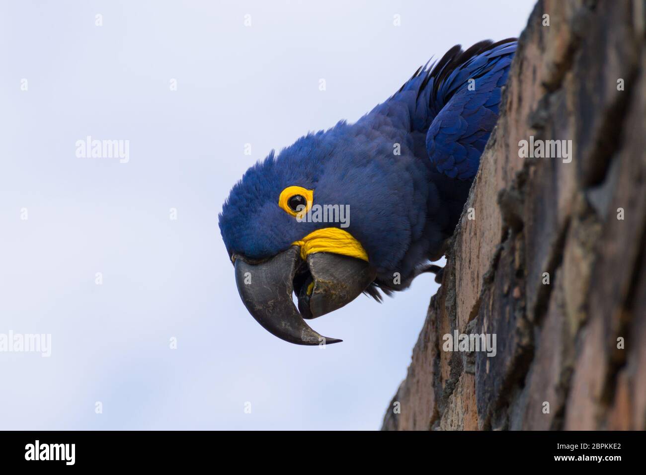 Hyacinth macaw close up from Pantanal, Brazil. Brazilian wildlife ...