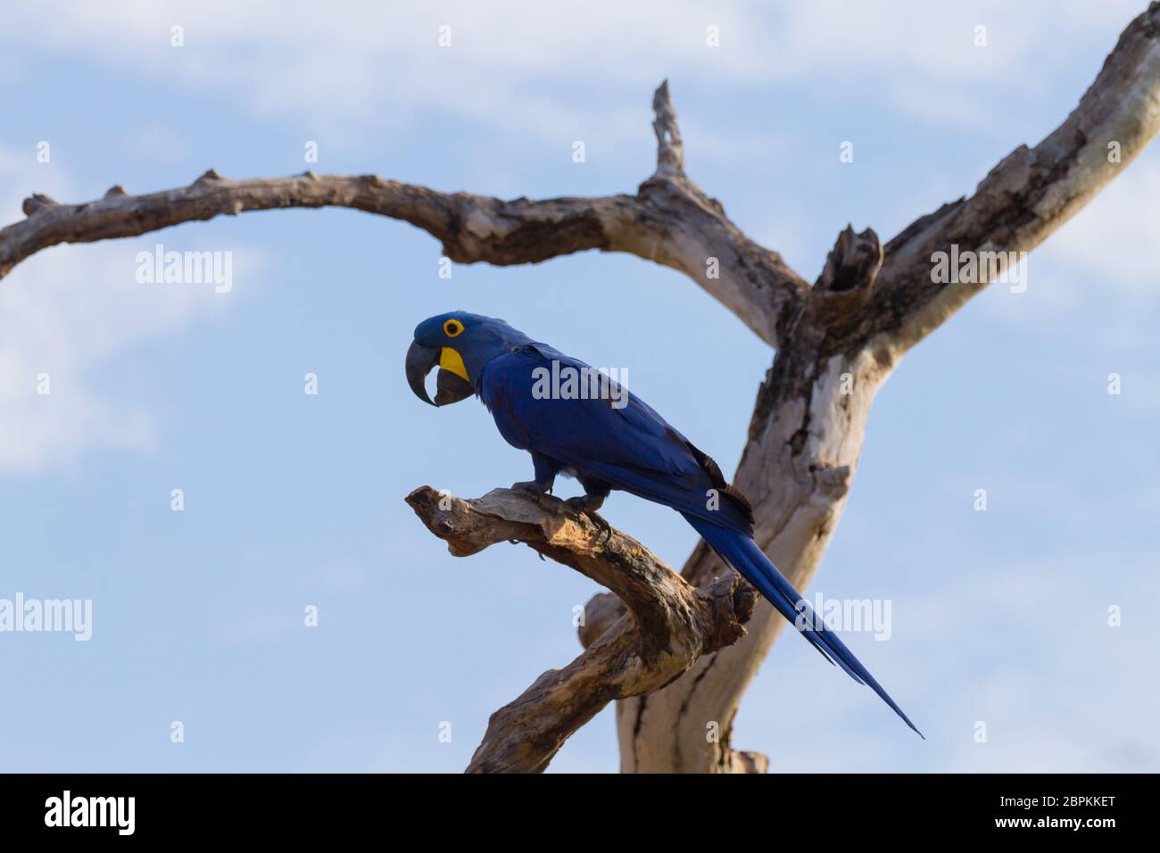 Hyacinth macaw close up from Pantanal, Brazil. Brazilian wildlife ...