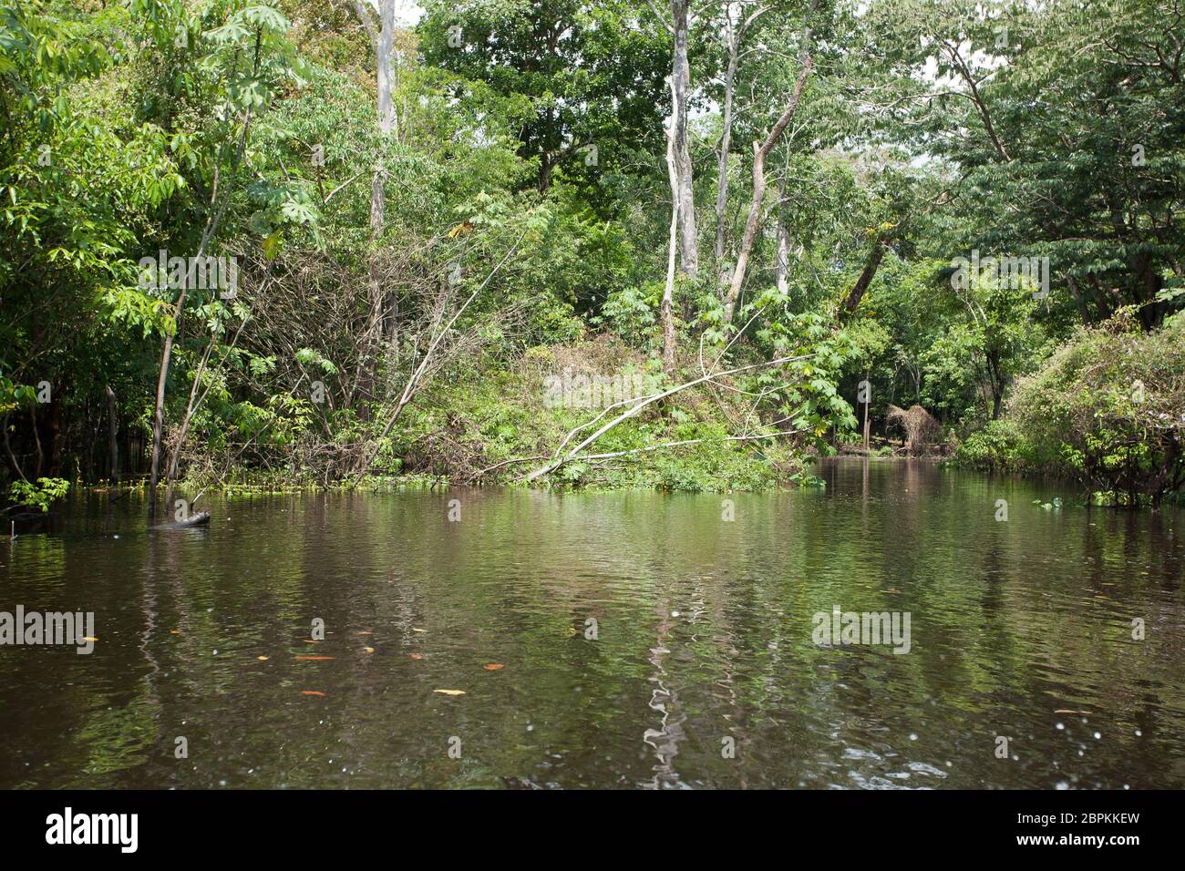 Panorama from Amazon rainforest, Brazilian wetland region. Navigable ...