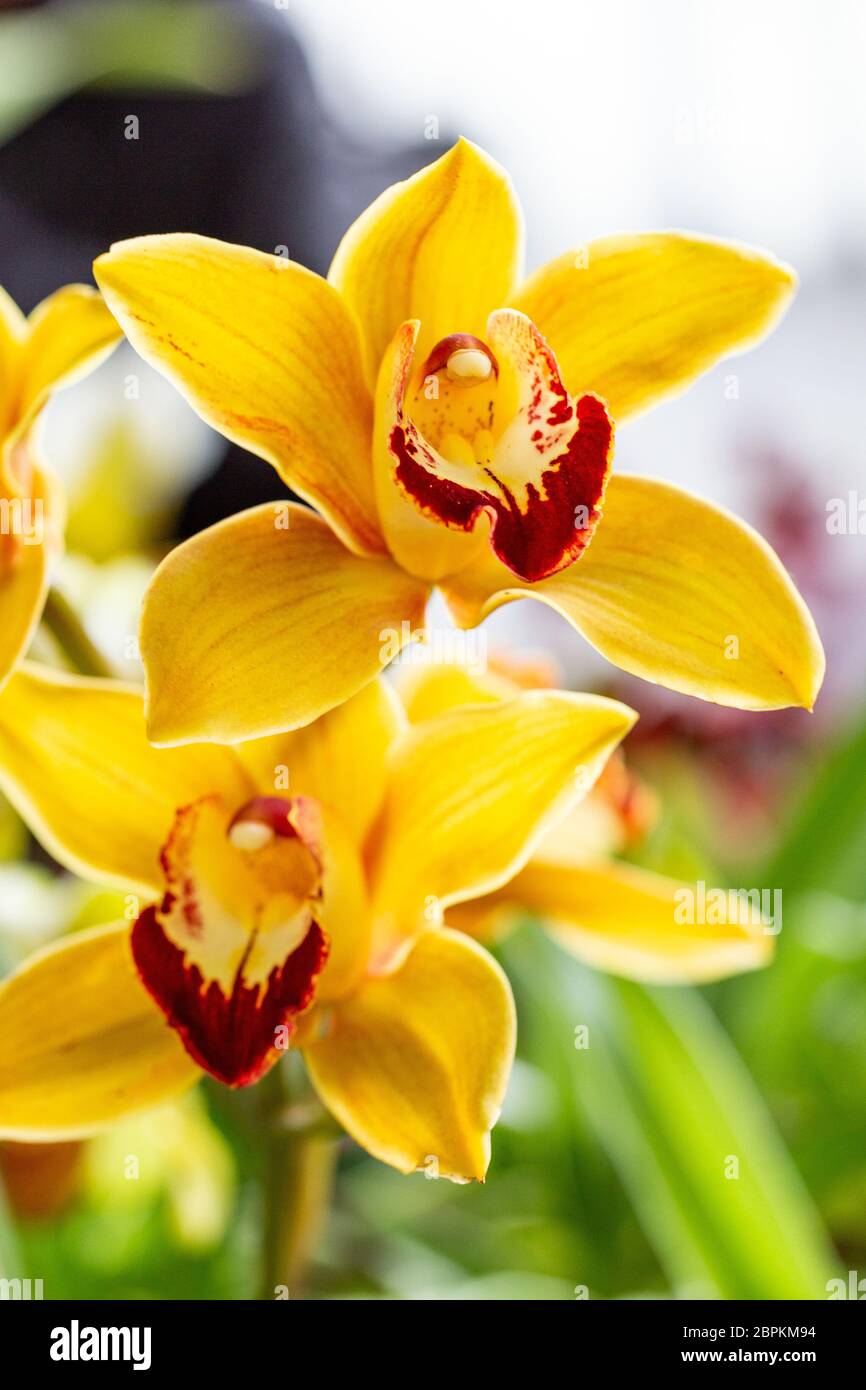 Orquideas botanical garden hi-res stock photography and images - Alamy
