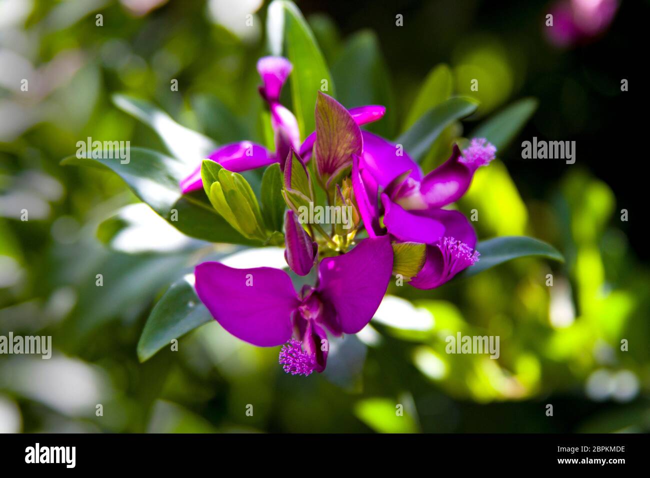 Polygala myrtifolia, myrtle-leaf milkwort, September bush, shrub with ...