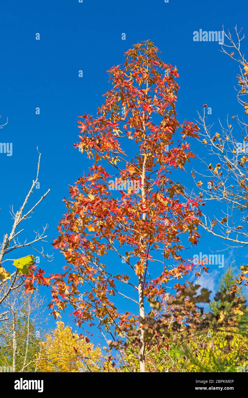 American Sweet gum Tree in the fall in Cumberland Gap National Park in ...