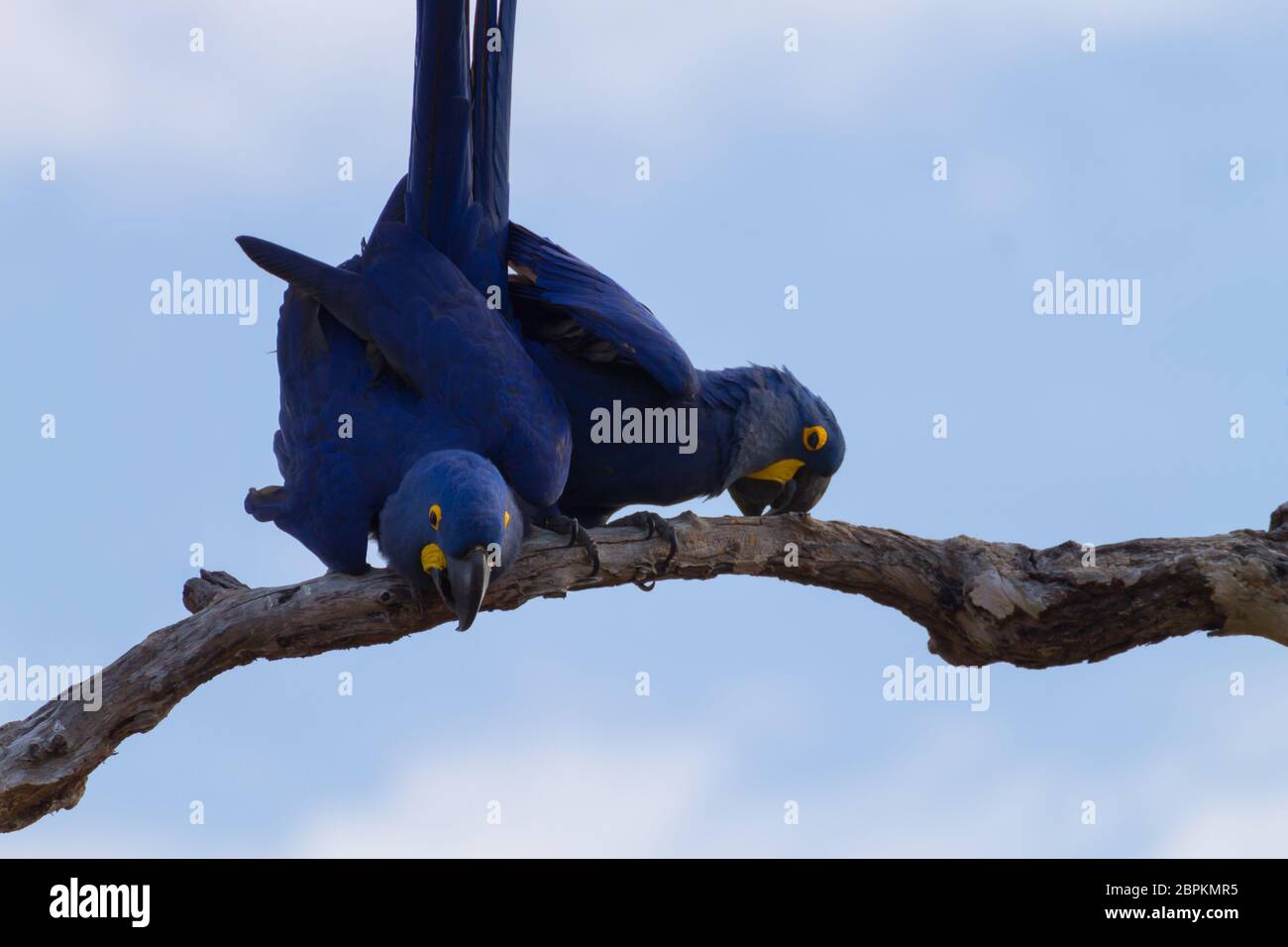 Couple of Hyacinth macaw from Pantanal, Brazil. Brazilian wildlife ...