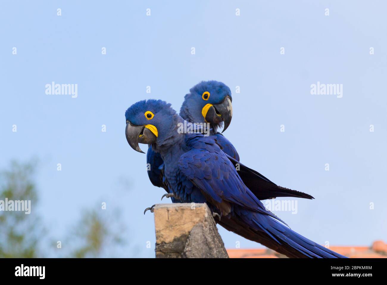 Couple of Hyacinth macaw from Pantanal, Brazil. Brazilian wildlife ...