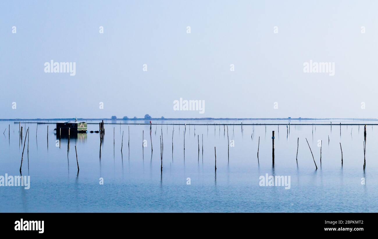 Shellfish farming from Po river lagoon, Italy. Scardovari beach ...
