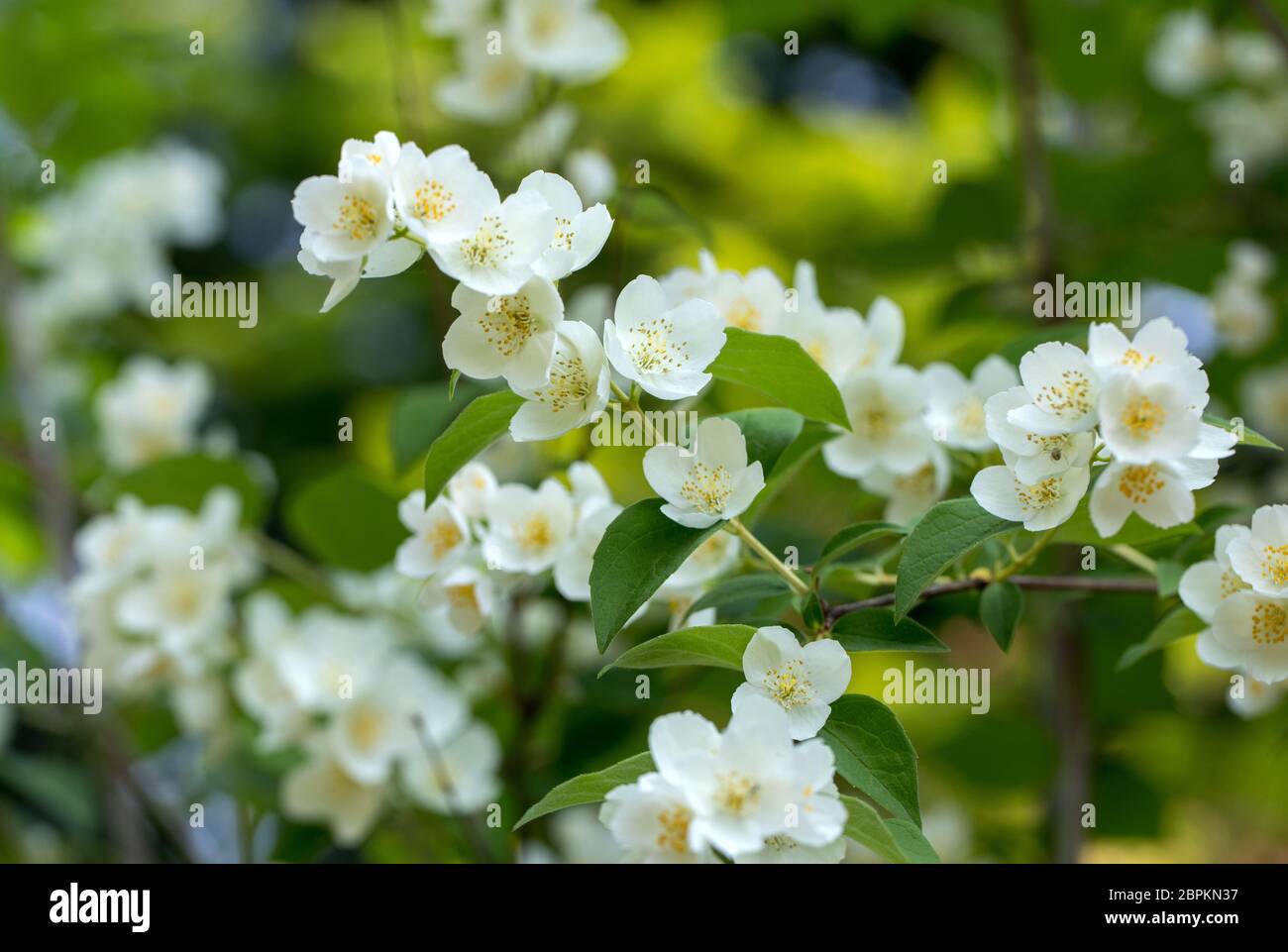 Beautiful blossoming branch of jasmine in garden Stock Photo - Alamy