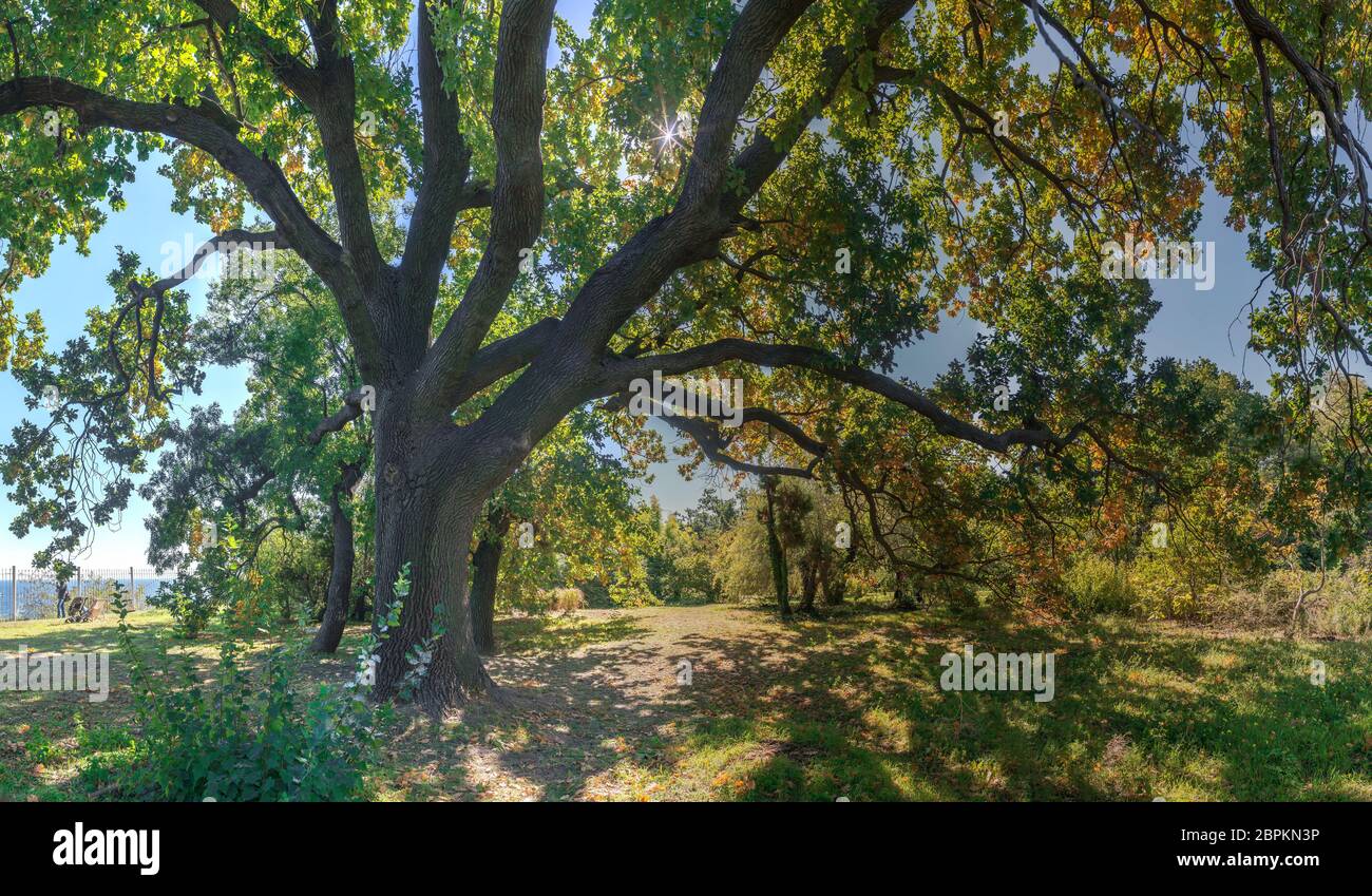 Trees in the Old Botanical Garden in Odessa, Ukraine, on a sunny autumn ...