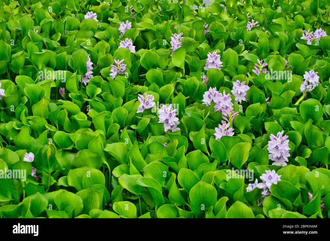 Jacintos hi-res stock photography and images - Alamy