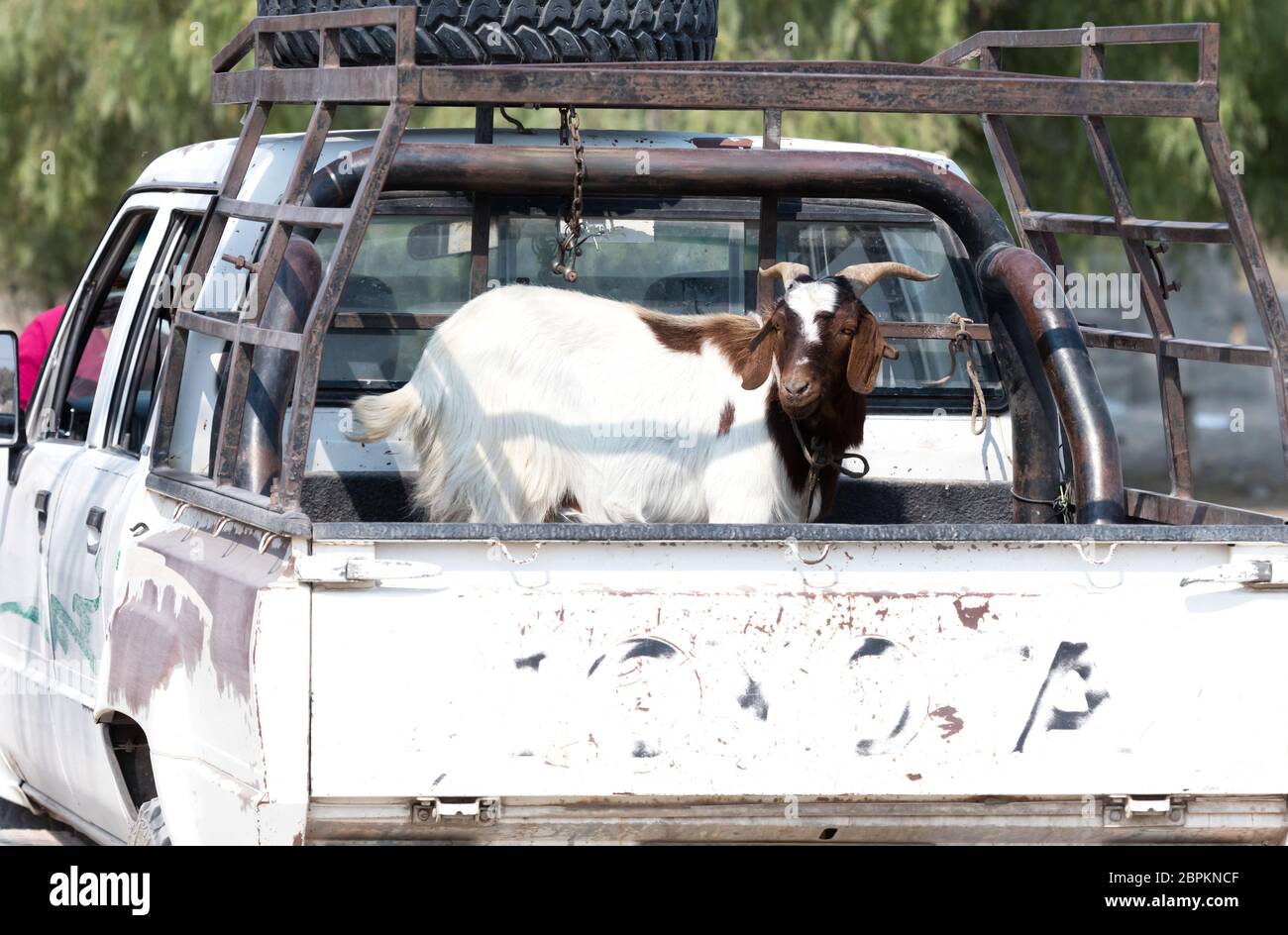 Butchery goat hi-res stock photography and images - Alamy