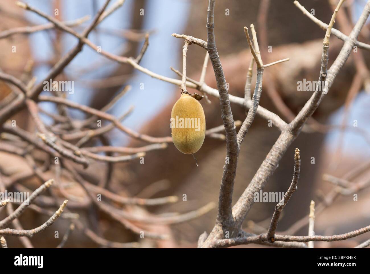 Baobab fruit hi-res stock photography and images - Alamy