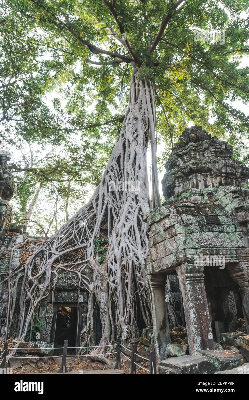 Huge Banyan Tree Ancient Angkor Wat Ruins Panorama Sunrise Asia. Angkor ...