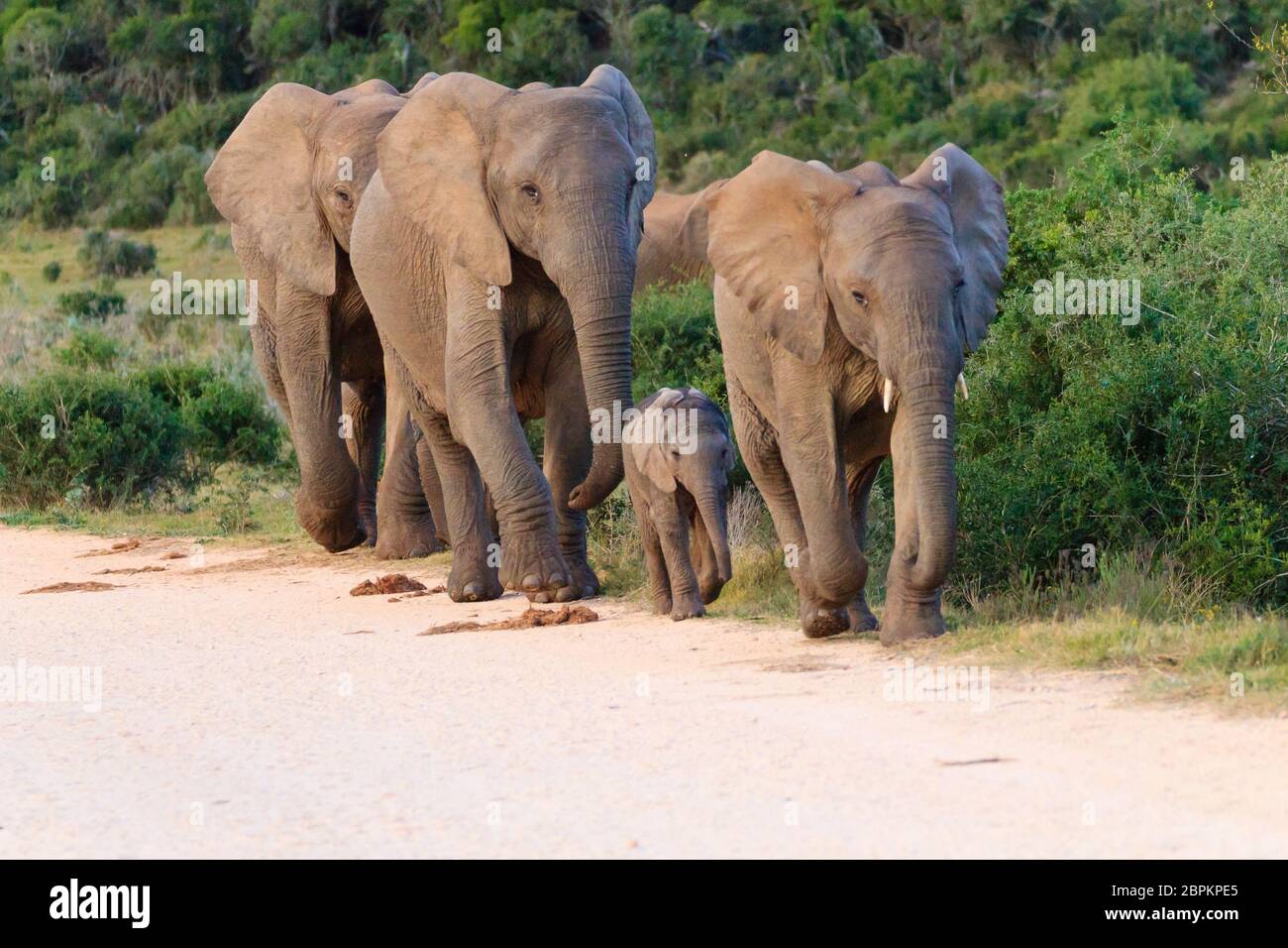 Family of elephants from Addo Elephant National Park, South Africa ...