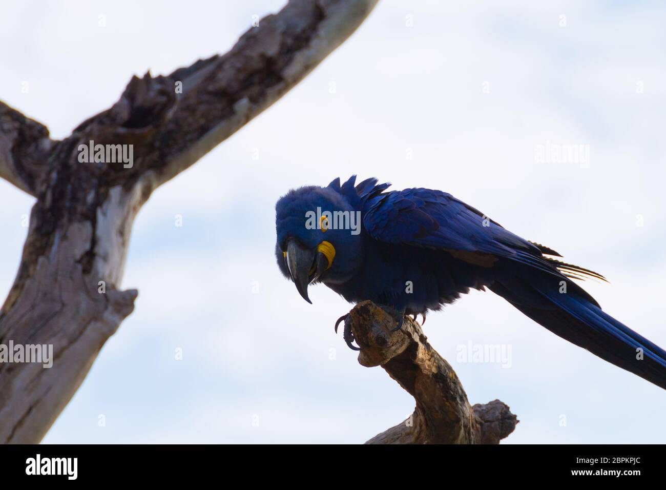 Couple of Hyacinth macaw from Pantanal, Brazil. Brazilian wildlife ...