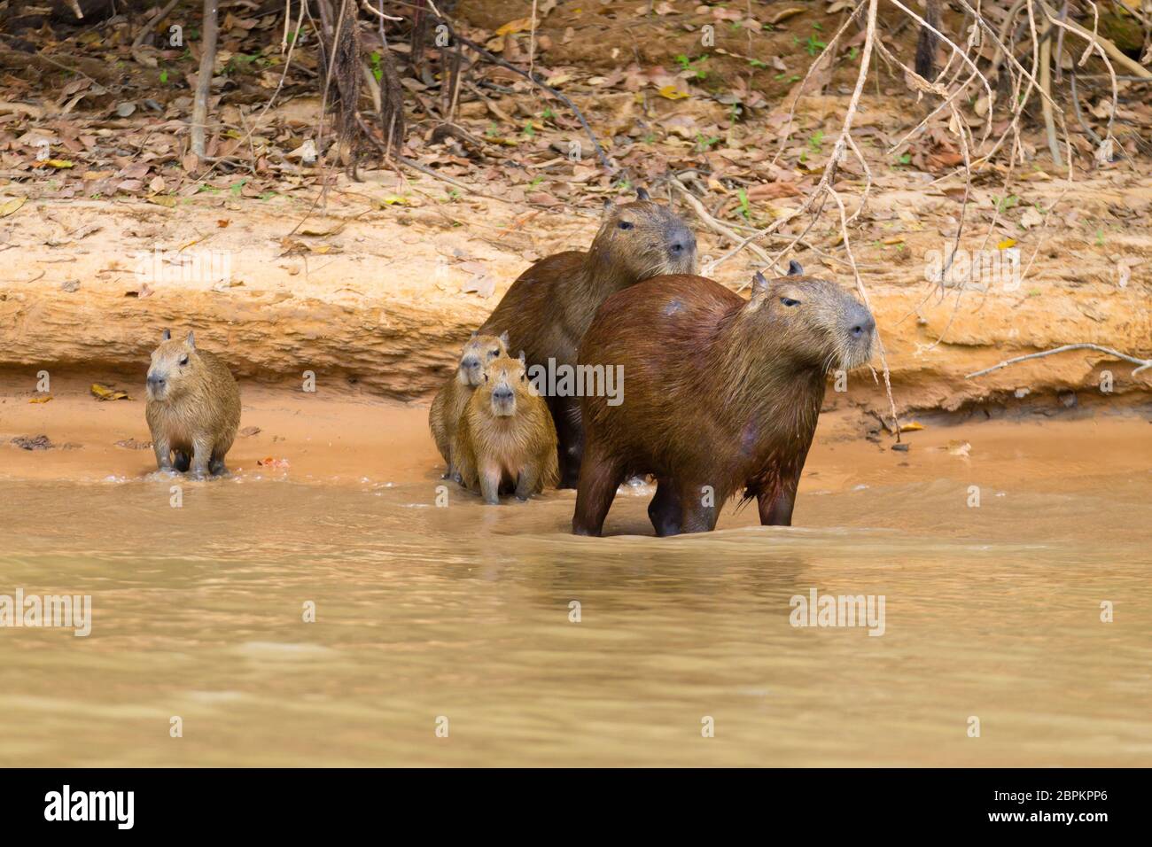 Herd of Capybara on riverbank from Pantanal, Brazil. Brazilian wildlife ...