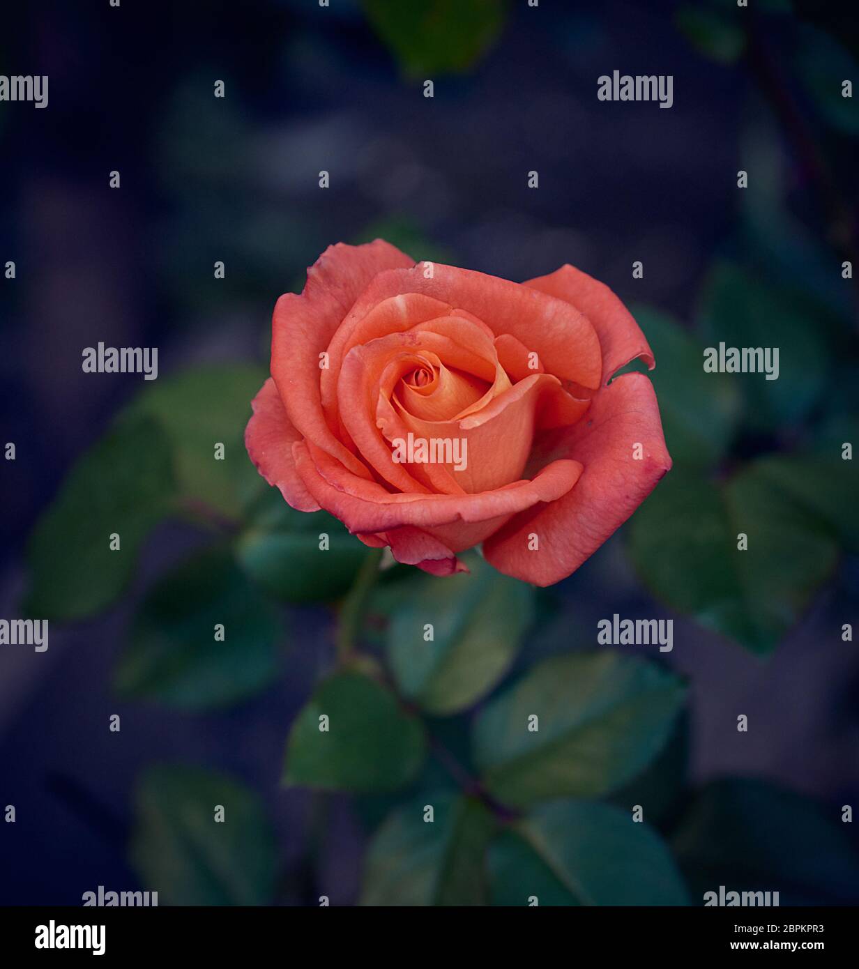 one blooming rose in the garden in the afternoon, top view Stock Photo ...