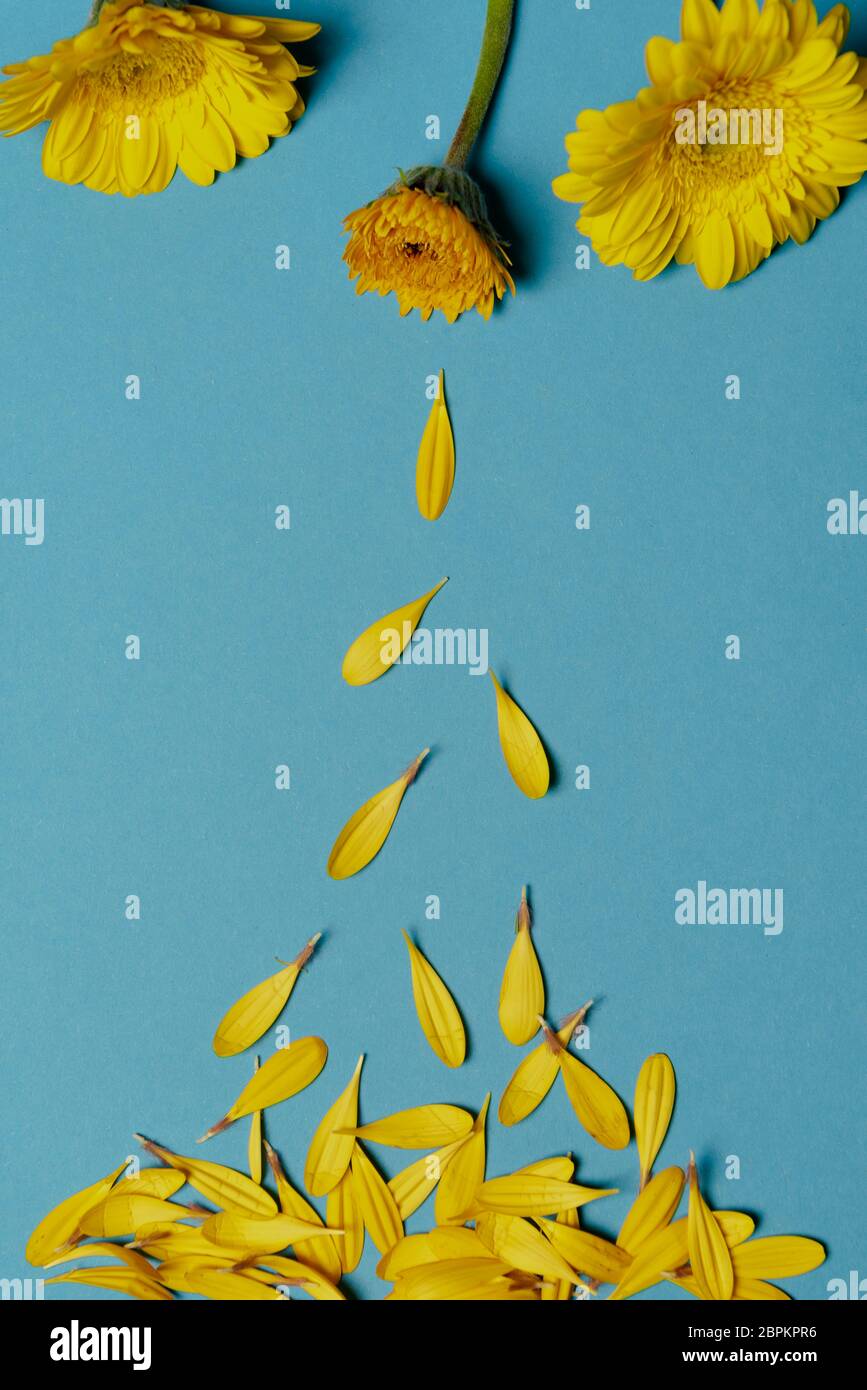 Petals Falling From A Flower