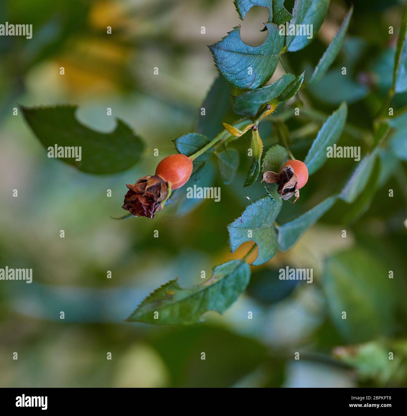 rose hip shrub , autumn afternoon, close up Stock Photo - Alamy