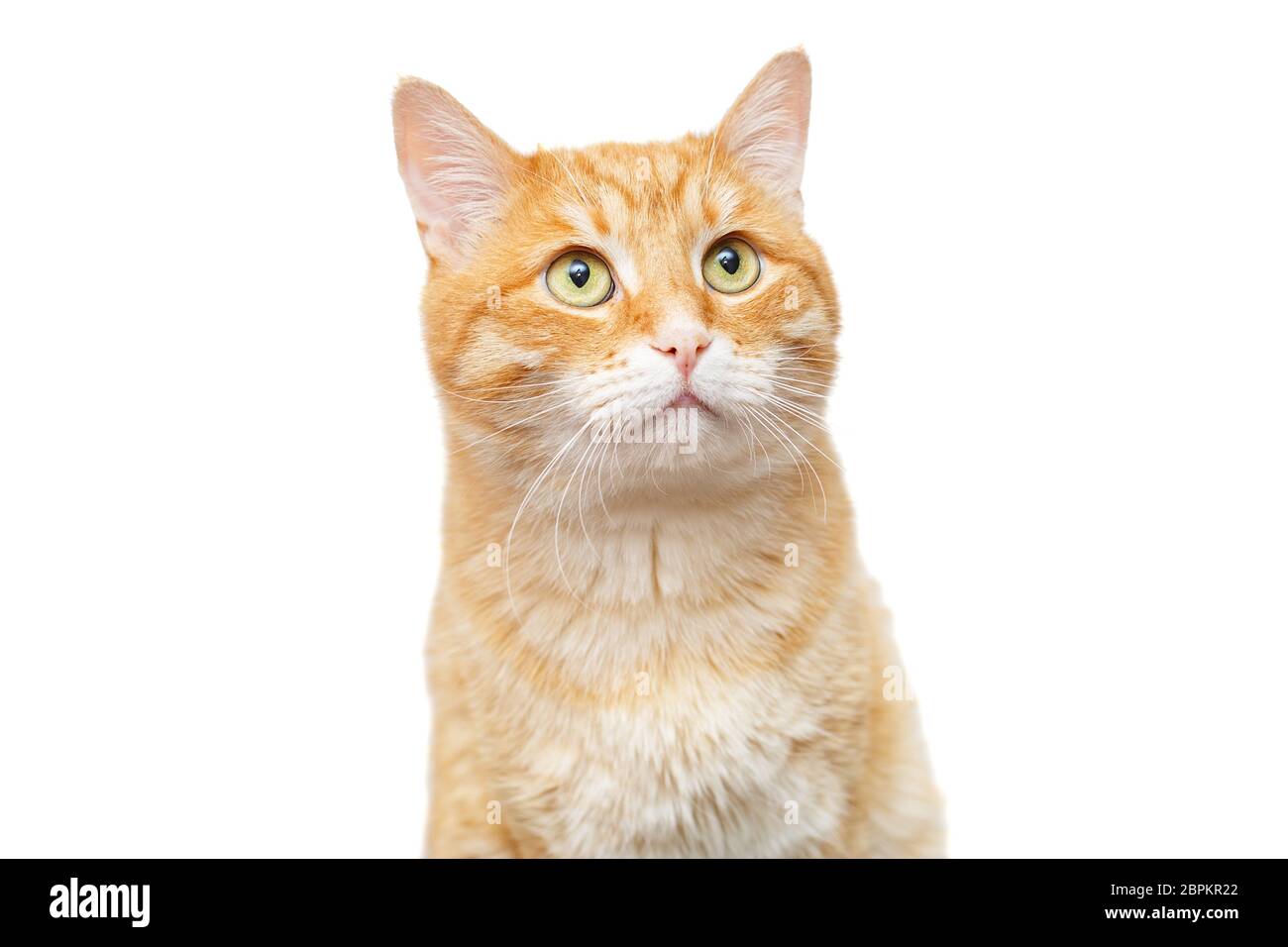 Beautiful, big ginger cat, isolated on white Stock Photo - Alamy
