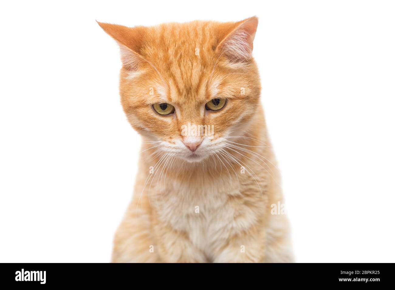 Beautiful, big ginger cat, isolated on white Stock Photo - Alamy