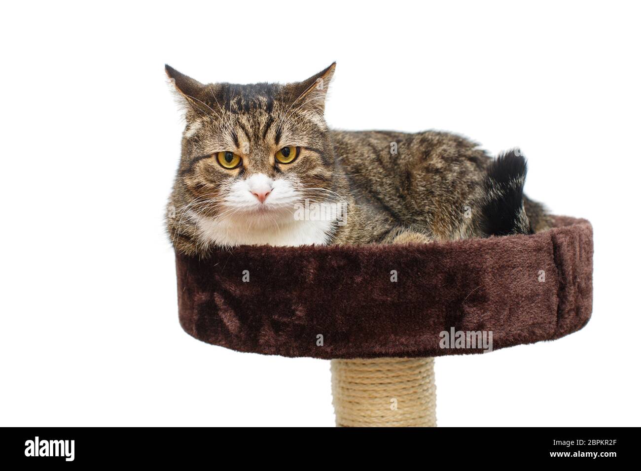 Gray, serious cat sitting on scratching posts, on the white background ...