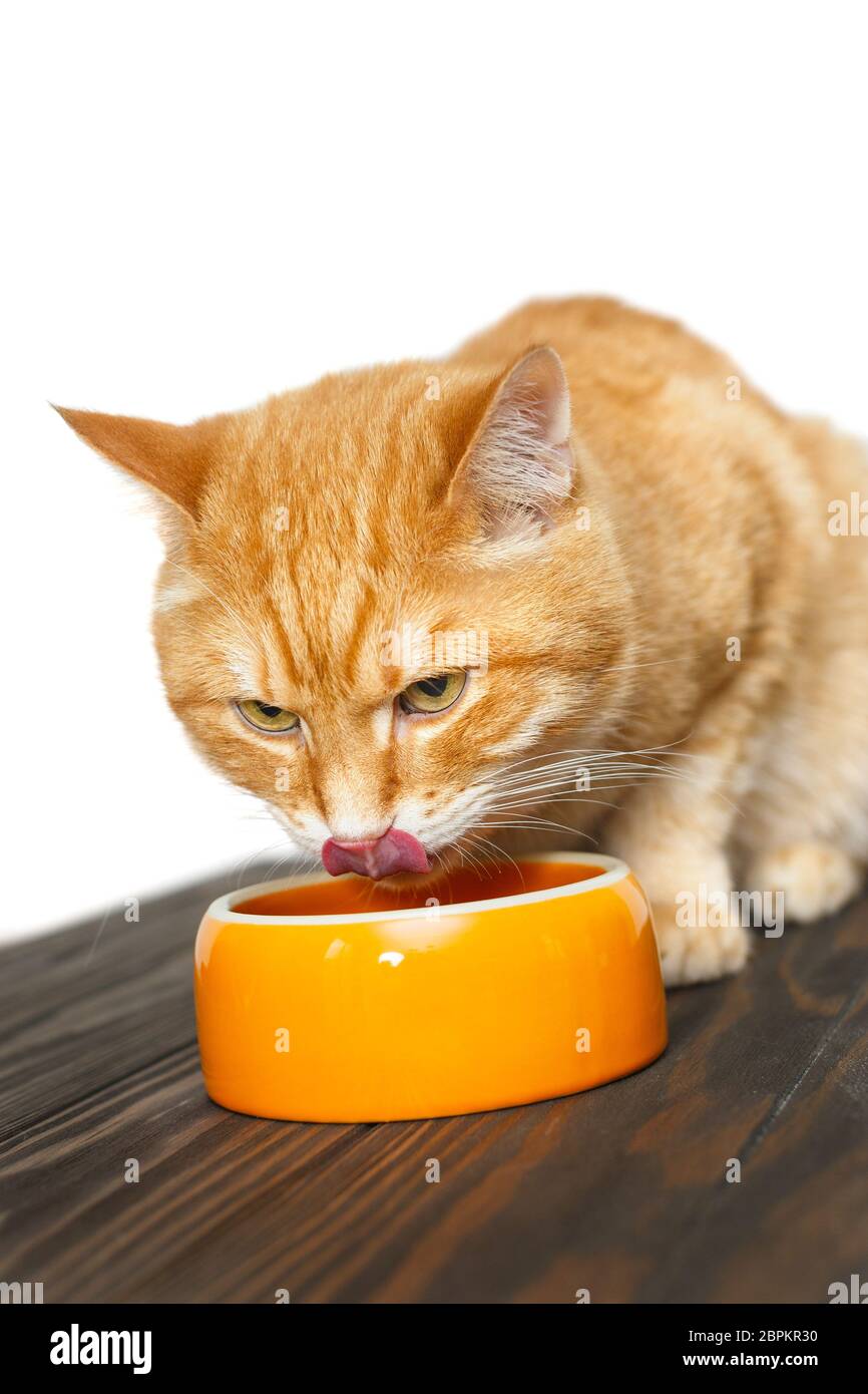 Red cat eats food hi-res stock photography and images - Alamy