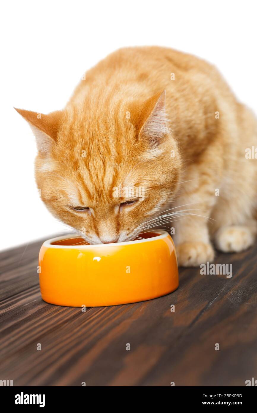 Adult cat eats from bowl hi-res stock photography and images - Alamy