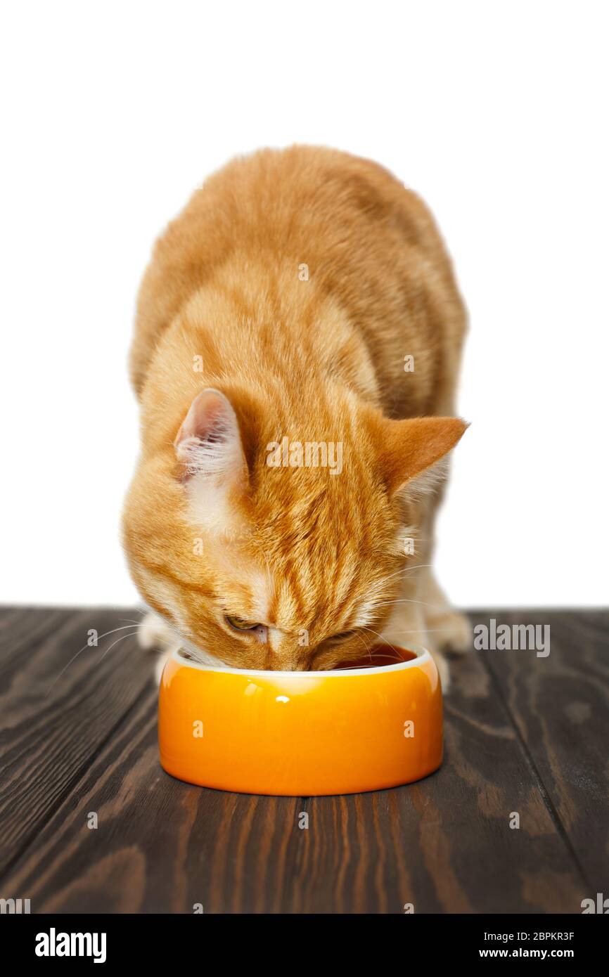 Red cat eats food from hi-res stock photography and images - Alamy