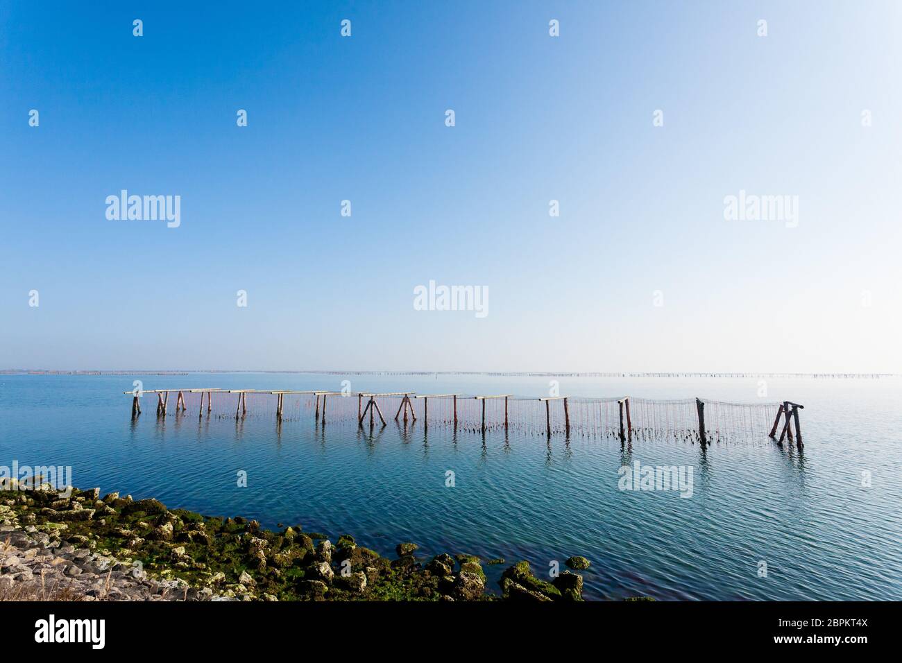 Shellfish farming from Po river lagoon, Italy. Scardovari beach ...