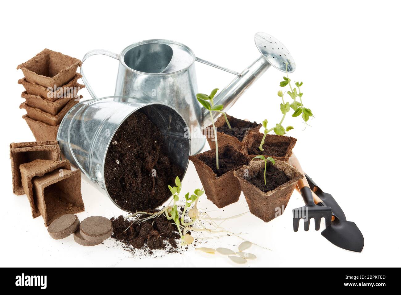Still life with gardening tools, peat tablets and pots and young ...