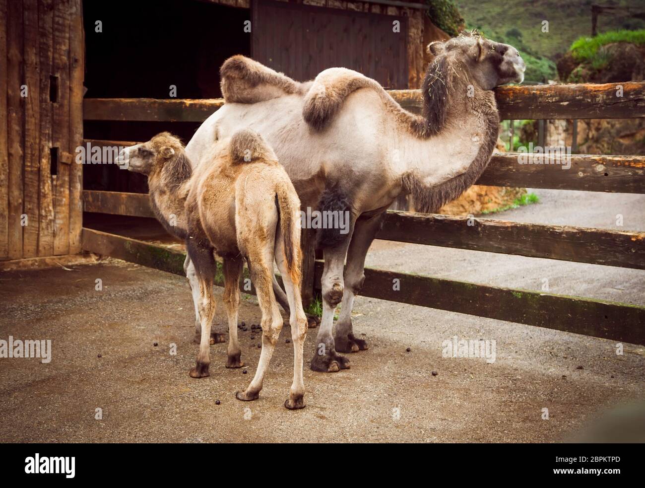 Desert camel camel farm dubai emirates travel tourism hi-res stock ...